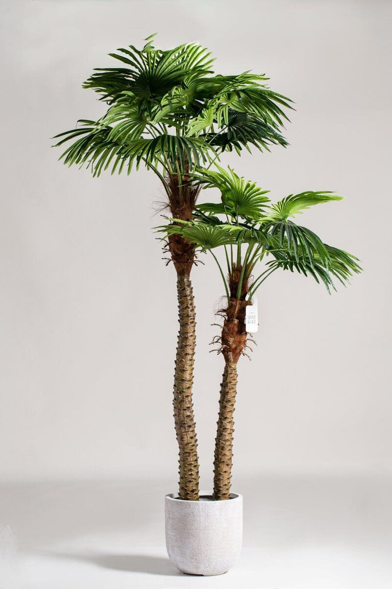 Double Headed Palm Tree – Lifelike Tropical Statement for Indoors ...