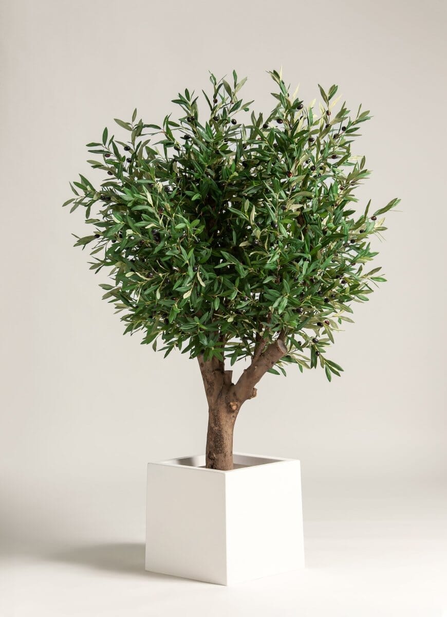 Olea Europaea Olive Tree With Natural Wood Trunk (3 Sizes) - Homekode